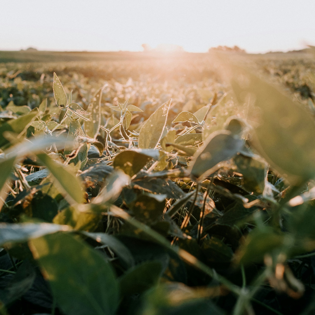 Soy formula? Here’s what to know – The LittleOak Company CA